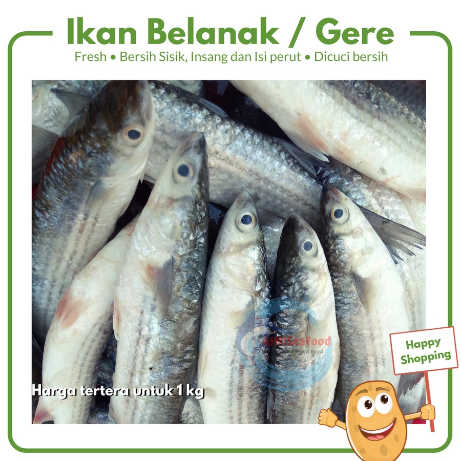 Jual Ikan Belanak / Gere fresh segar non frozen surabaya - 500 gram ...