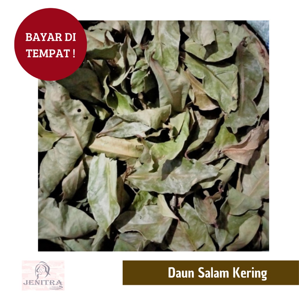 Jual Daun Salam Kering 1 kg - 500 gram (Bisa COD Bayar di Tempat ...