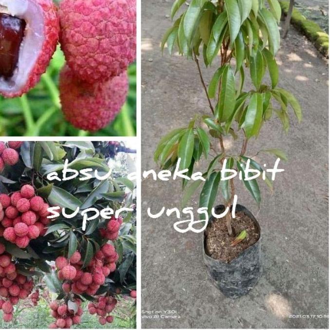 Jual (Terbaik) Bibit leci merah ukuran 50cm cangkok cept berbuah ...