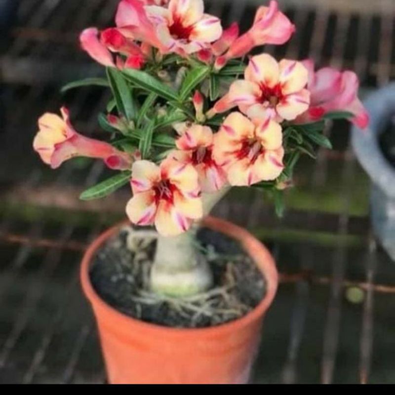 Jual Adenium Bunga Tumpuk - Adenium bonsai - Bibit Adenium indonesia ...
