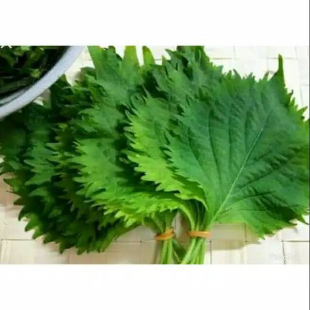 Jual daun oba( daun perila) | Shopee Indonesia