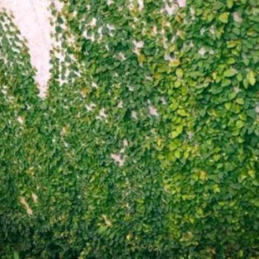 Jual KEBUN.MUKLIS - Tanaman Dollar Mini Rambat Murah | Shopee Indonesia