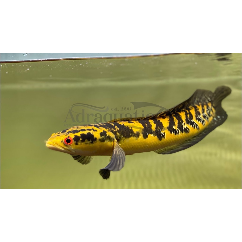 Jual (INSTANT BANDUNG) IKAN HIAS CHANNA YS YELLOW SENTARUM MARU SNAKEHEAD CHANNAMARU CHANA ...