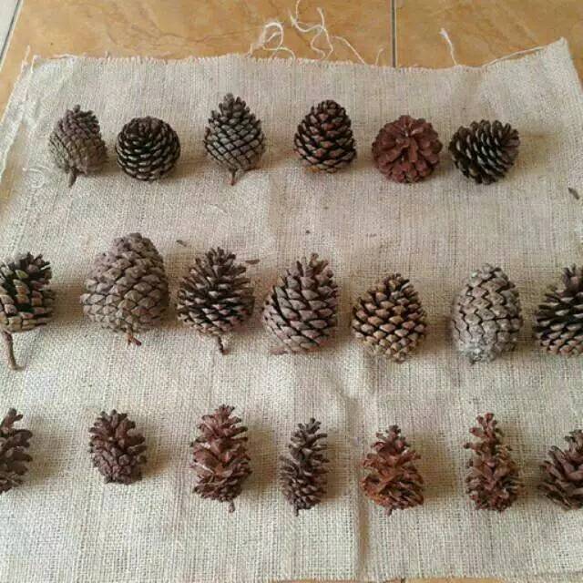 Jual Pinus/Biji Pinus /Buah Pinus sedang | Shopee Indonesia