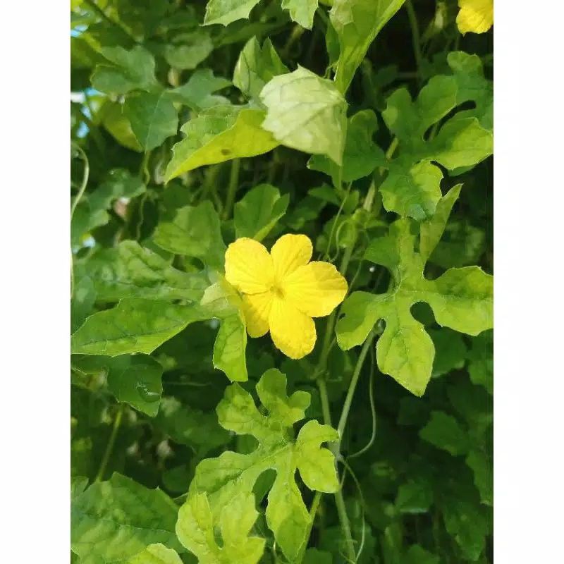 Jual Daun Pare Hutan Segar 250 Gram | Shopee Indonesia