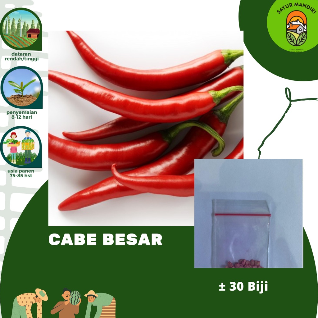 Jual Benih Cabai Besar Seribuan | Shopee Indonesia