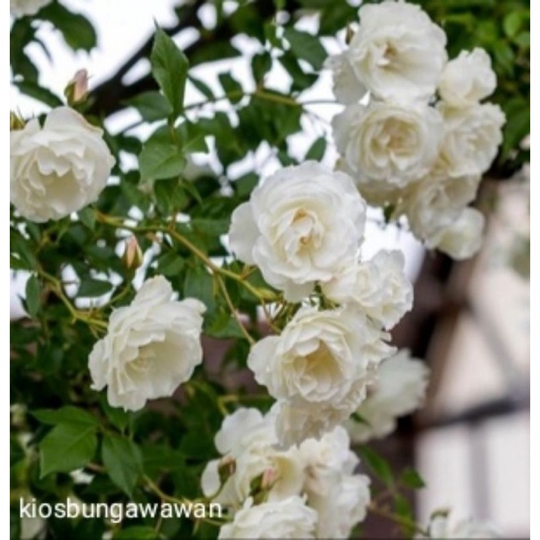 Jual WHITE COASTAR tanaman bunga mawar import murah (dewasa) | Shopee Indonesia