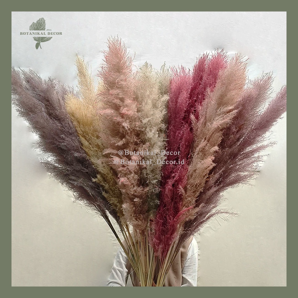 Jual Dried Flower Marshmello Candy Jumbo Color Pampas Bunga Kering Hias ...
