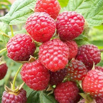 Jual Biji Buah Raspberry Thornless Red Raspberry Fruits Seeds 10 biji ...
