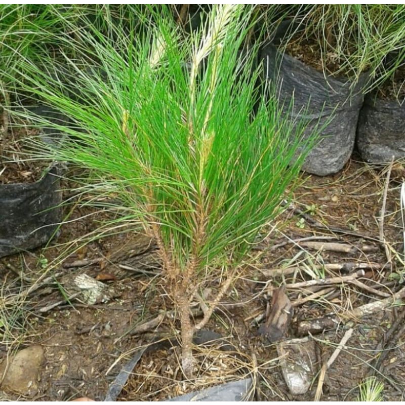 Jual BIBIT POHON PINUS MERKUSI TINGGI 30cm | Shopee Indonesia