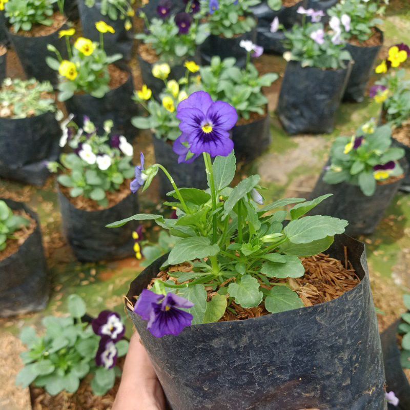 Jual Bunga VIOLA TRICOLOR | Edible flower | Shopee Indonesia