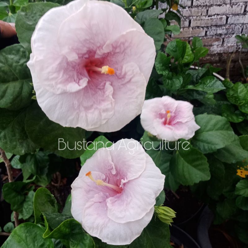 Jual Bunga sepatu cotton pink - bunga hibiscus - kembang sepatu tanaman ...
