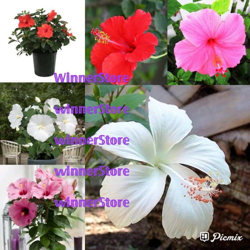 Jual Stek Bibit Bunga Sepatu Mix (5 Stek) | Shopee Indonesia