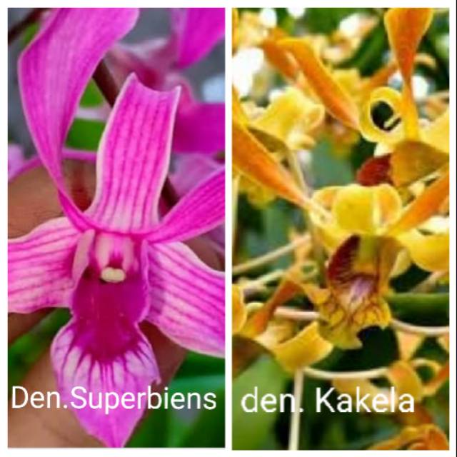 Jual Anggrek bibit botol Dendrobium Superbiens x dendro Kakela | Shopee ...