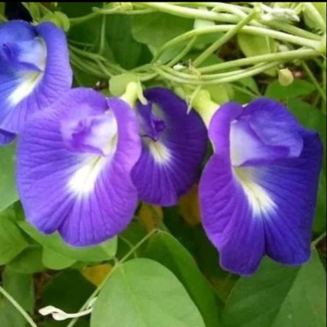 Jual Menjual bibit tanaman hias rambat bunga telang - bunga teleng biru ...