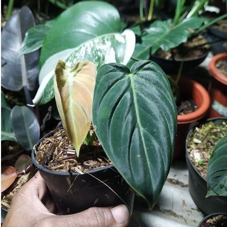 Jual PHILODENDRON MELONO CHRYSUM PHILO MELANO CHRYSUM SIZE SEDANG ...