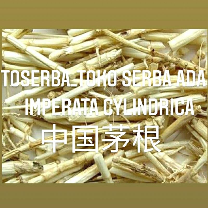 Jual 100gr Herbal Mao Gen Akar Alang Alang 中国茅根 Imperata Cylindrica ...