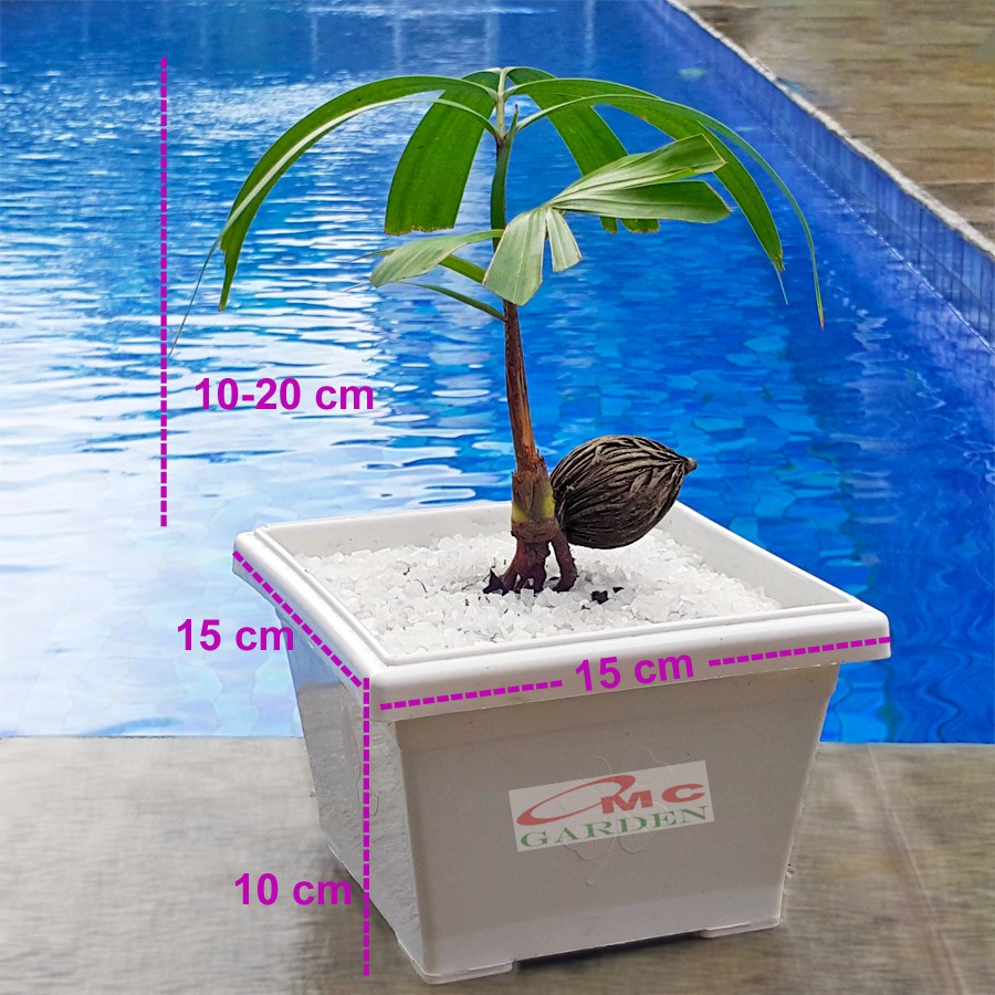 Jual Tanaman Hias Pohon Bonsai Mame Palm Palem Raja Roystonea Regia ...