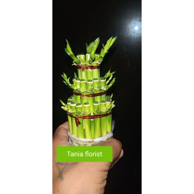 Jual Bambu Hoki / Bambu Rejeki / Bambu Sri Rejeki | Shopee Indonesia