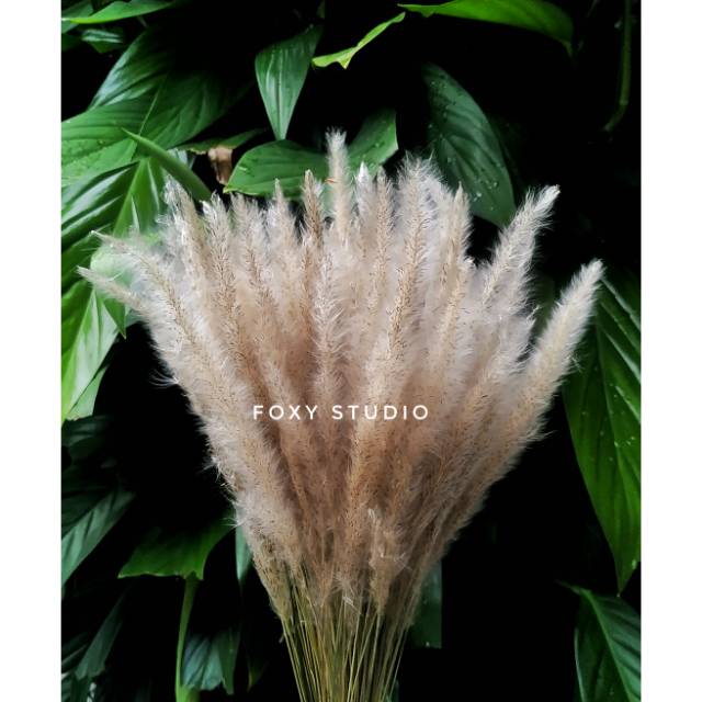 Jual Bunga alang alang kering/ilalang 10pcs/rumput alang alang | Shopee ...