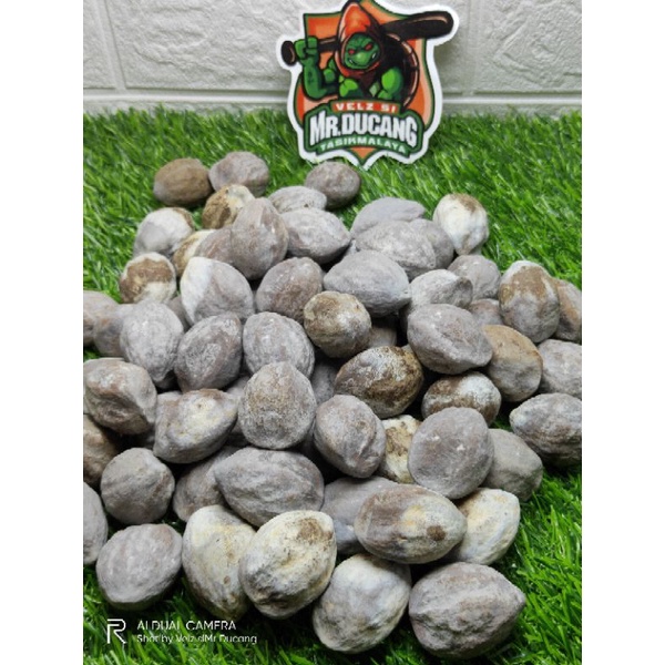 Jual MUNCANG ADU JAWA MURAH KELAS 15RB . | Shopee Indonesia