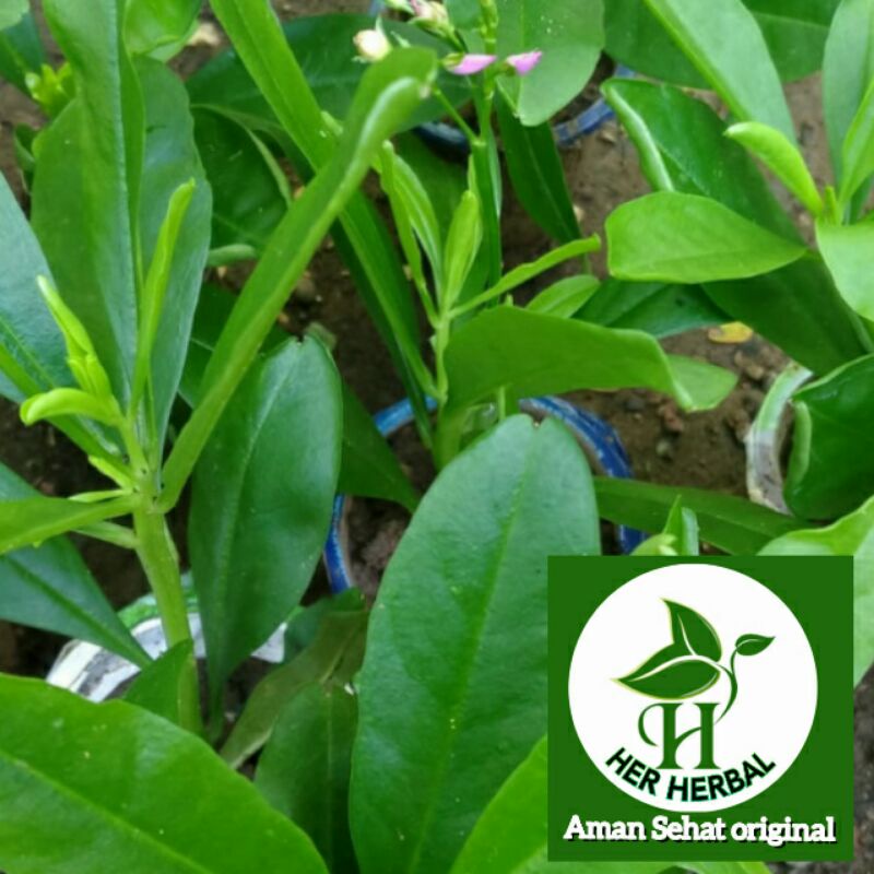 Jual Bibit Tanaman ginseng jawa ok | Shopee Indonesia