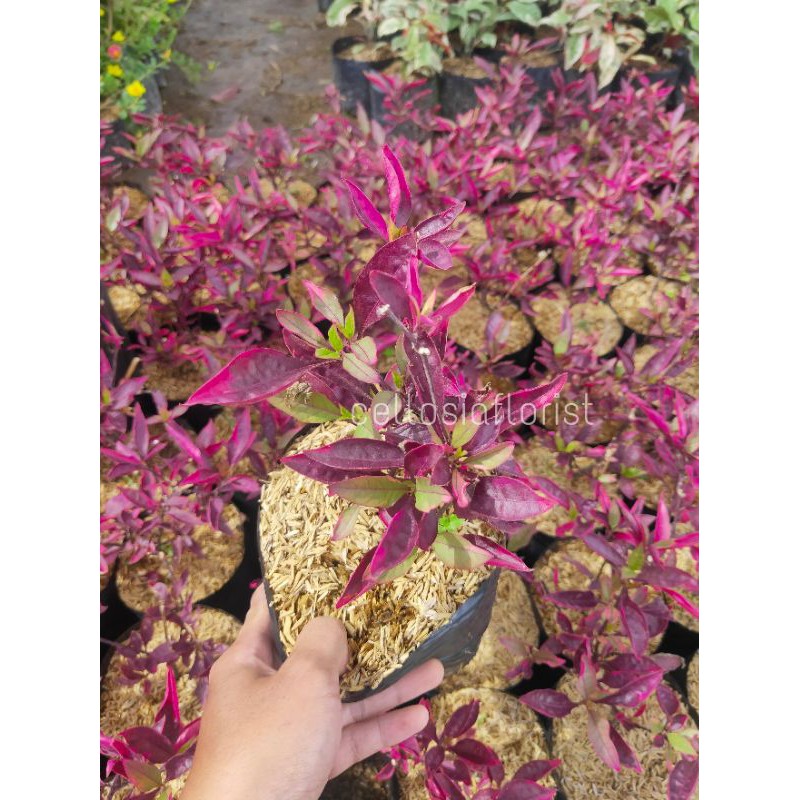 Jual Tanaman Hias Kunci Merah / Erpah | Shopee Indonesia