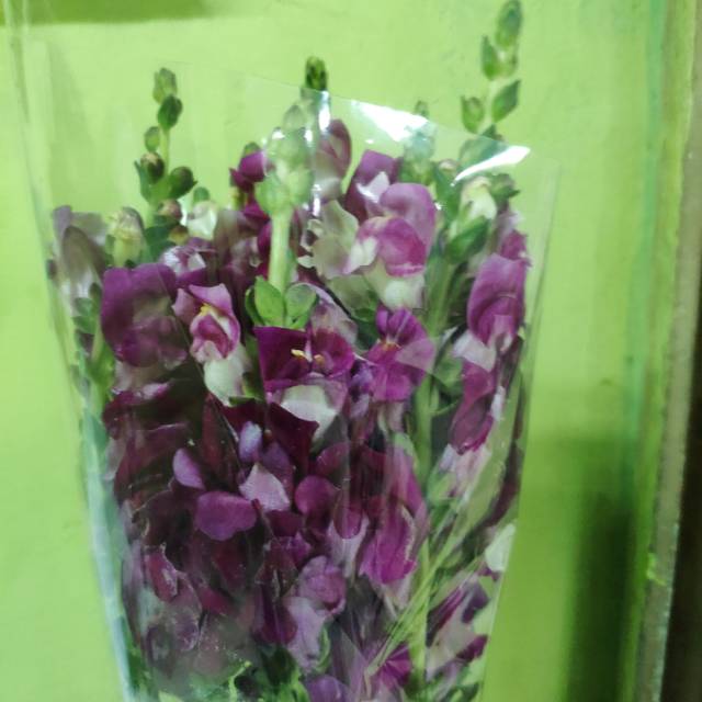 Jual Snapdragon bunga asli fresh cocok untuk hiasan buket, bunga meja ...