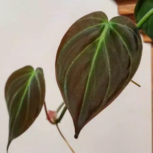 Jual Tanaman hias philodendron micans Philo micans Tanaman rambat ...