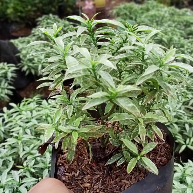 Jual Tanaman hias rembosa putih varigata- pohon hias rembosa-pohon ...