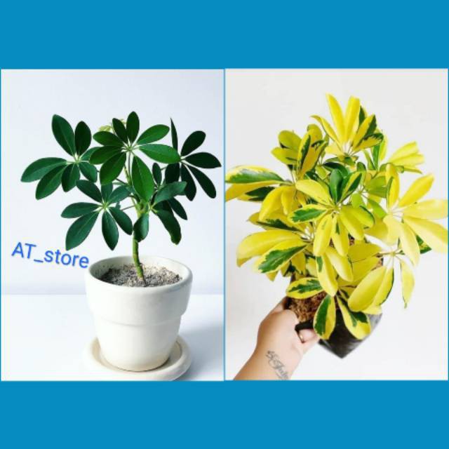 Jual Paketan 2 tanaman indoor walisongo golden dan walisongo hijau ...