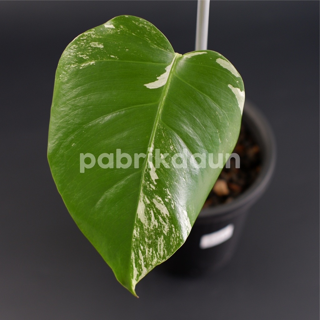 Jual REAL PIC #40 Monstera Variegata Marble Monvar Borsigiana Albo ...