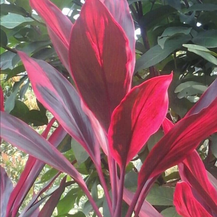 Jual bibit tanaman hanjuang daun merah andong tanaman indoor outdoor ...