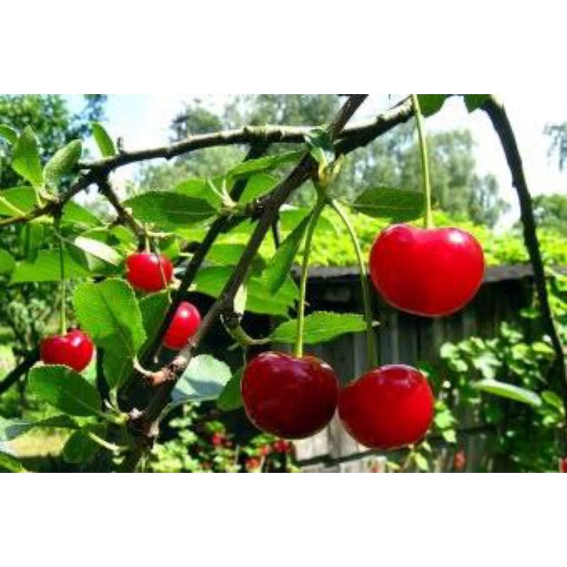 Jual tanaman bibit buah Cherry Vietnam buah manis keadaan rimbun dan ...