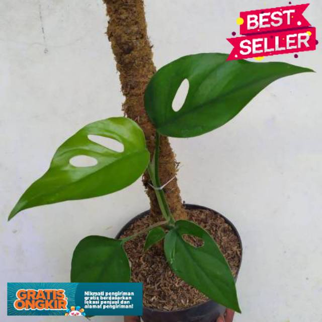 Jual Tanaman hias monstera rhaphidophora pertusa ( Bisa COD ) | Shopee ...