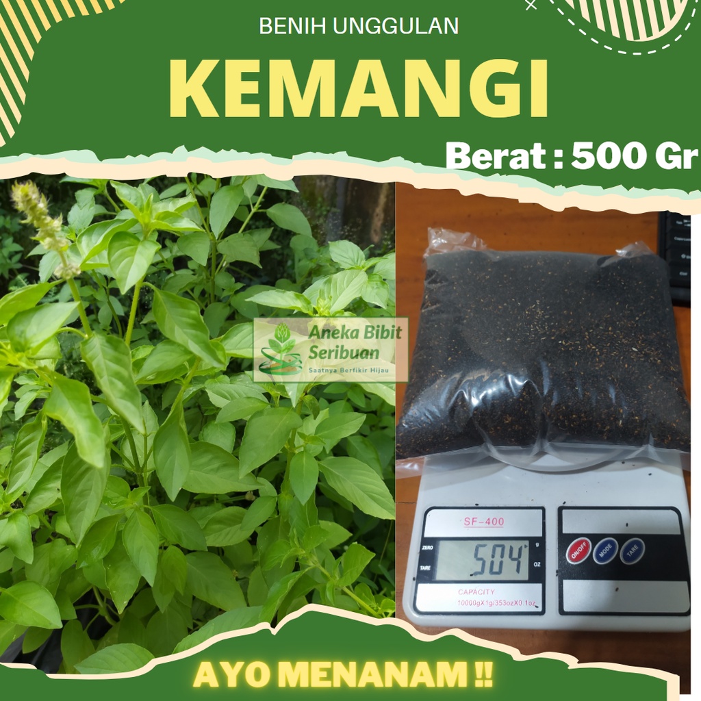 Jual (500 Gram) Benih Kemangi Lalap Bibit Sayuran Unggul Berkualitas ...