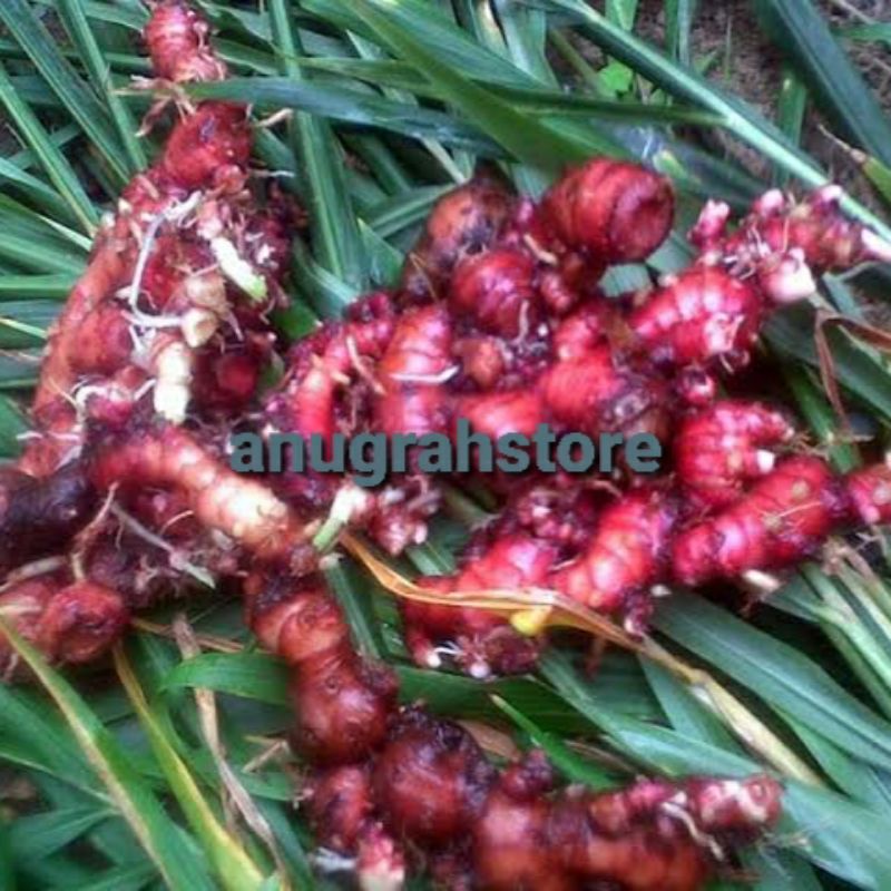 Jual bibit jahe merah super 1 kg rimpang | Shopee Indonesia