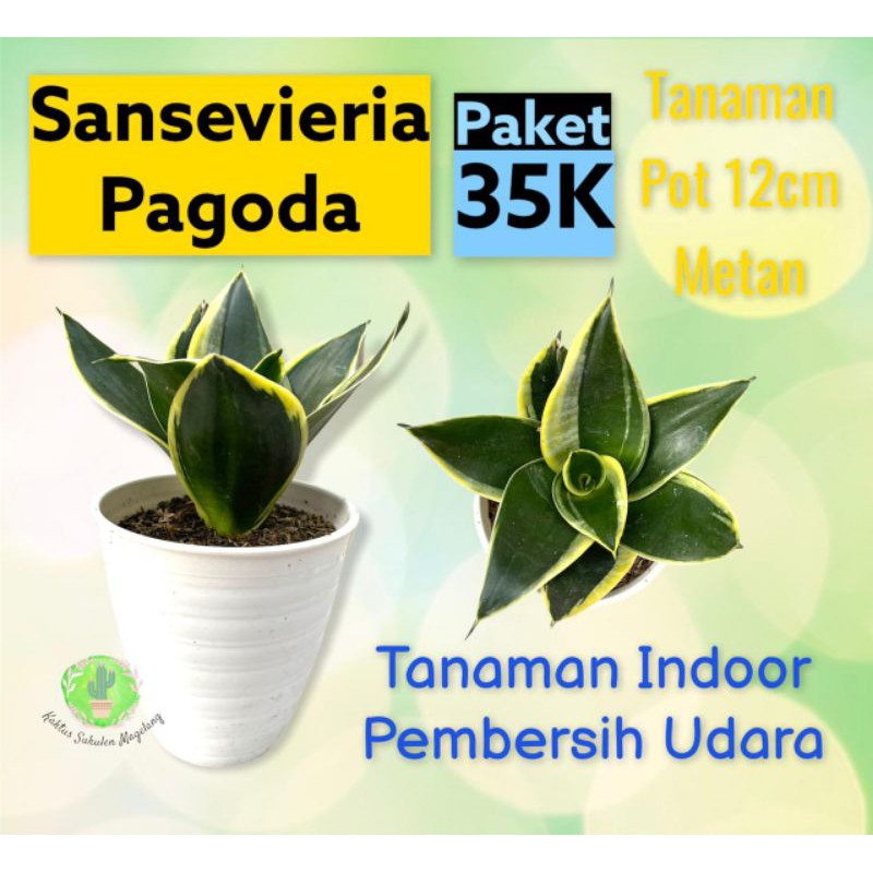 Jual Sansivera Pagoda paket 25k | Shopee Indonesia