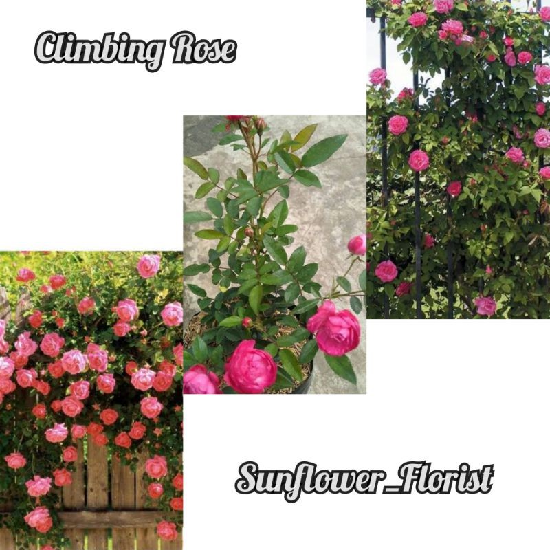 Jual Paket 5 Bibit Bunga Mawar Rambat / Climbing Rose | Shopee Indonesia