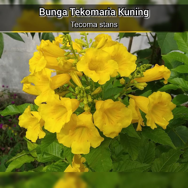Jual Tanaman Hias Bunga Tekoma stans - Tekomaria Kuning - Terompet ...