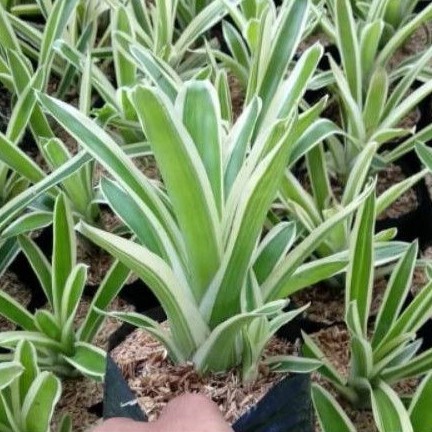 Jual tanaman bromelia variegata - pohon bromelia putih - tanaman ...