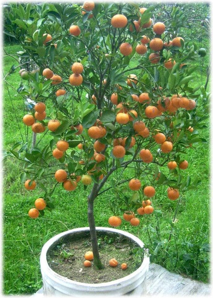 Jual Hasil okulasi Terlaris BIBIT TANAMAN HIDUP BUAH JERUK MANDARIN new!! mudah berbuah bibit ...