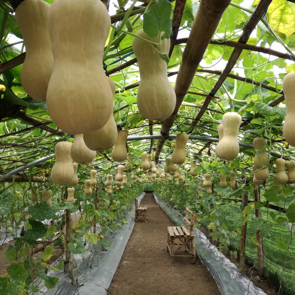Jual Kedai Benih Bibit Labu Butternut ~ 1 Biji | Shopee Indonesia