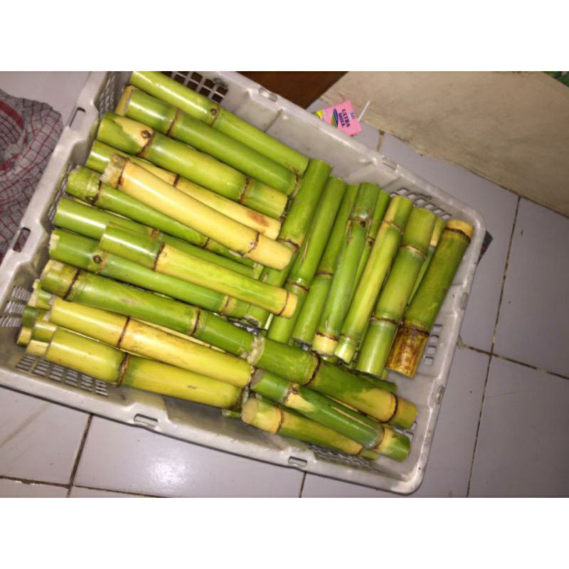 Jual bibit tebu hijau 25-30 cm murah | Shopee Indonesia