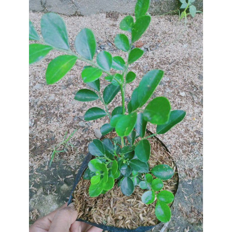 Jual bibit bunga kemuning jawa wangi sudah hidup | Shopee Indonesia