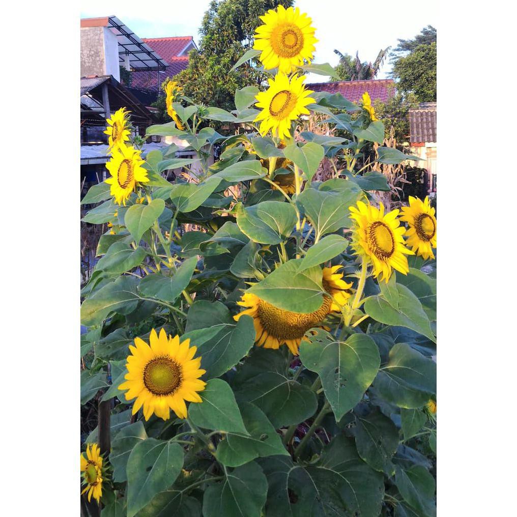 Jual Benih Bunga Matahari IPB BM1 | Shopee Indonesia