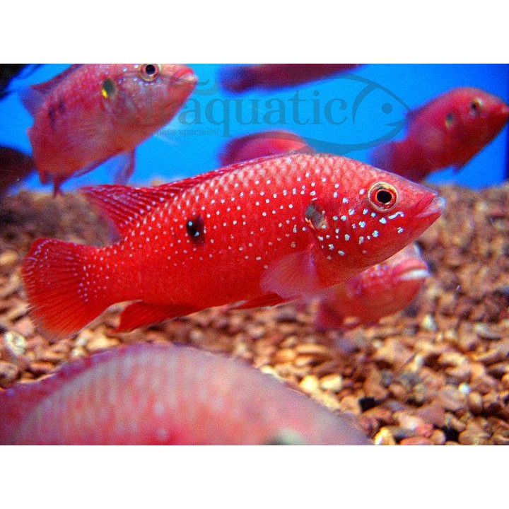 Jual (INSTANT BANDUNG) IKAN HIAS RED JEWEL CICHLID AIR TAWAR AQUARIUM ...