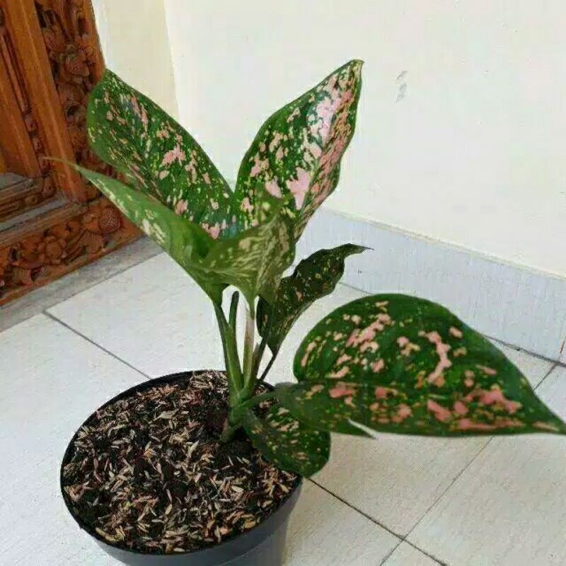 Jual tanaman hias aglonema ruby pink-aglonema rubi pink-aglaonema ruby ...