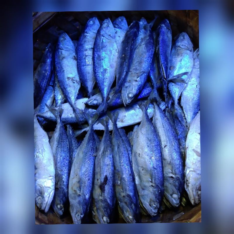 Jual ikan rebus ,ikan gembung 1kg | Shopee Indonesia