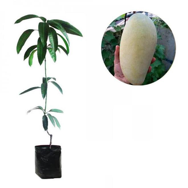 Jual Kw Super Bibit Tanaman Buah Mangga Kio Jay (Kiojay) 70 Cm Tanaman ...